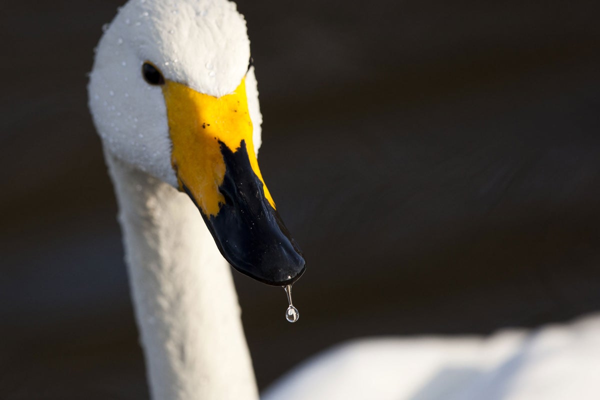 Scientist claims humans could evolve beaks instead of teeth | The ...