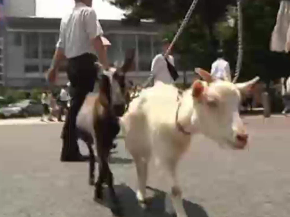 Forget cat cafés - goats become the star attraction at Japanese café ...