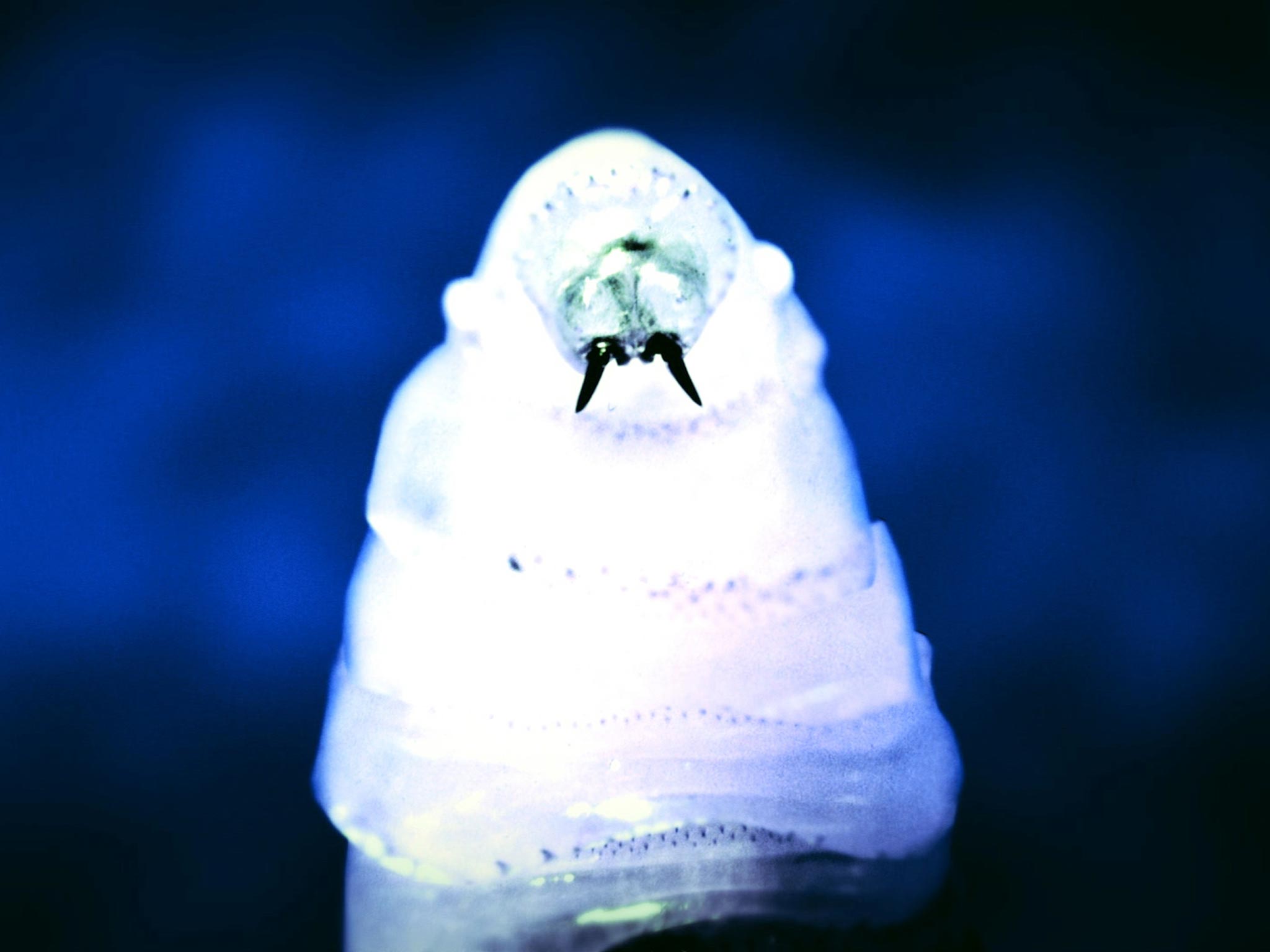 Maggots I Tannkjøttet