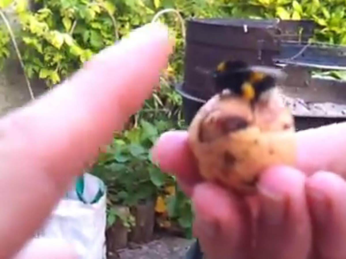 Video: Bee gives high-five to drunk man in viral clip with over seven ...