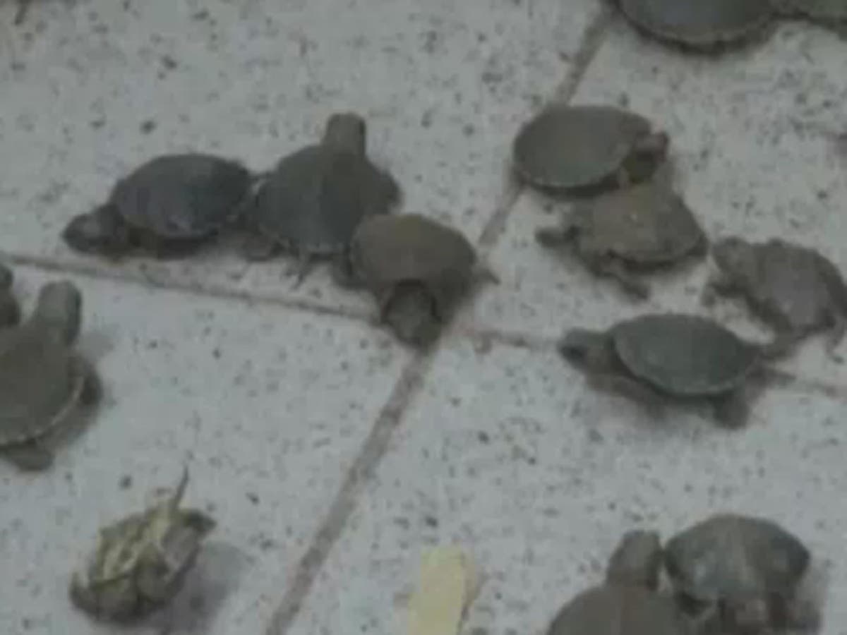 Video: Smuggled turtles seized in India | The Independent | The Independent