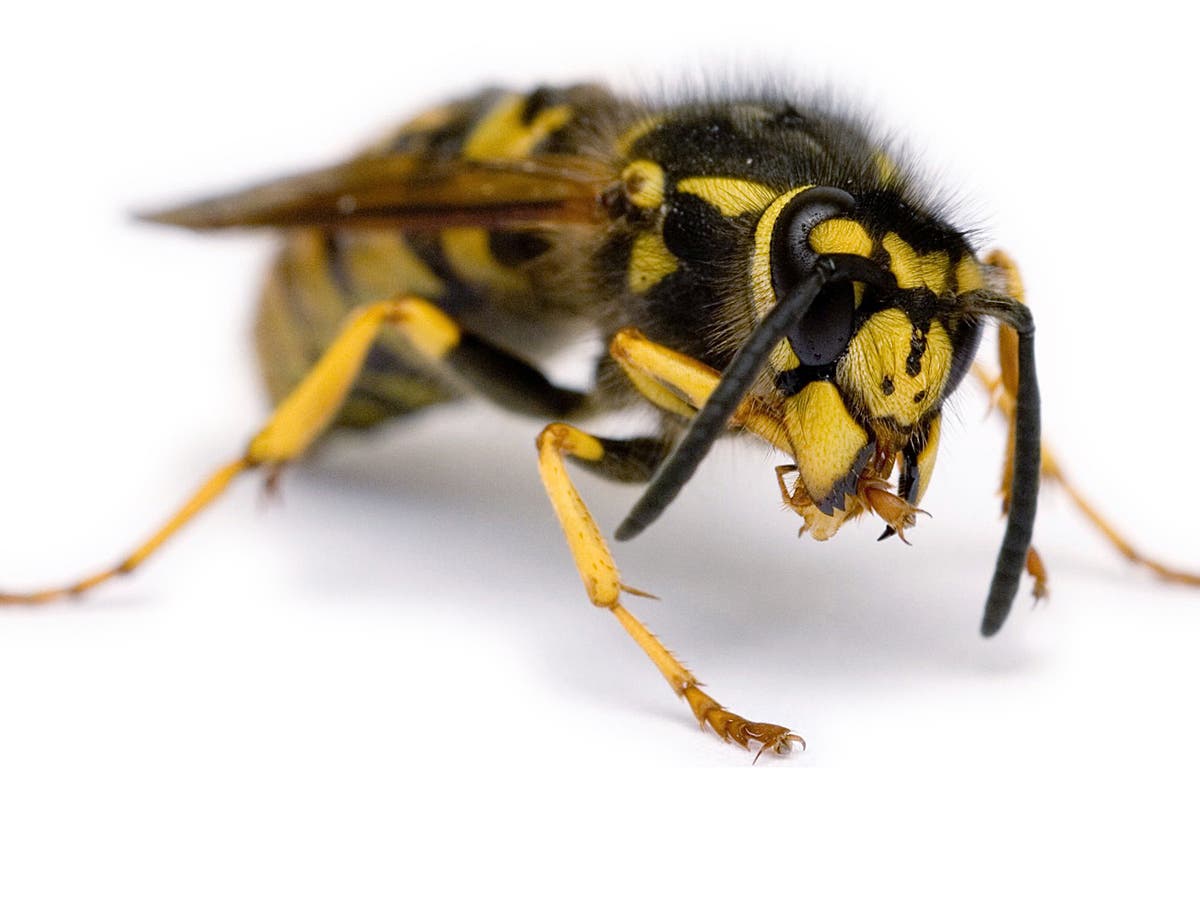 Wasp attack: One man went to A&E | The Independent | The Independent