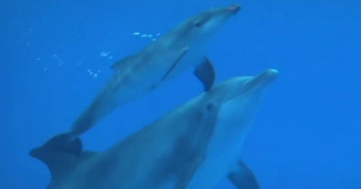 dolphin birthing pool