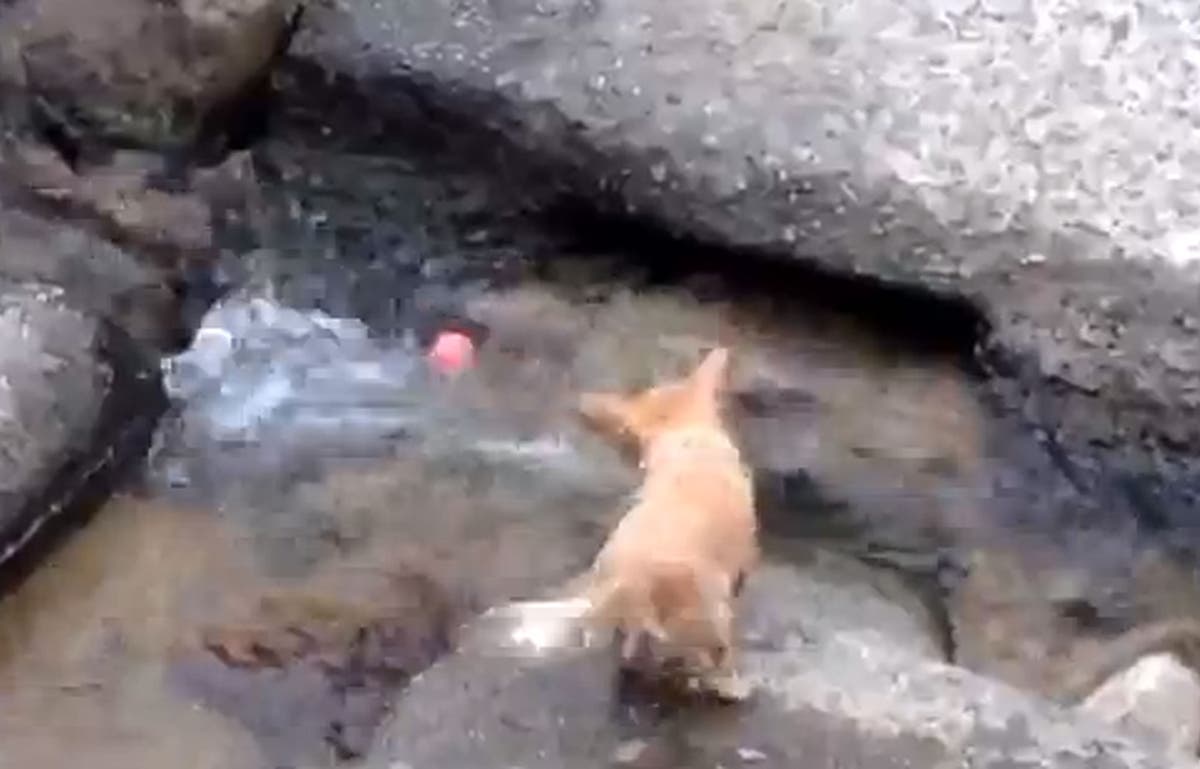 Video of cute dog playing ‘river fetch’ by itself goes viral | The ...