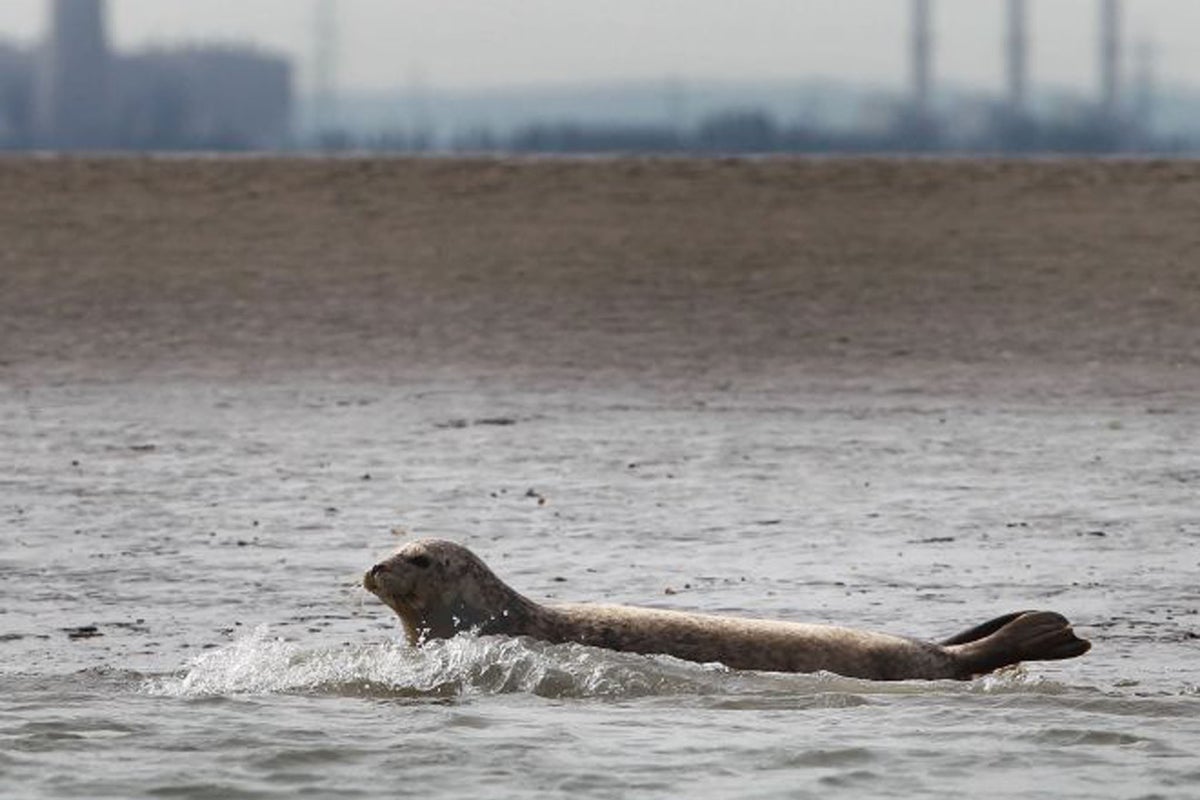 Seal count discovers over 700 in Thames Estuary | The Independent | The ...