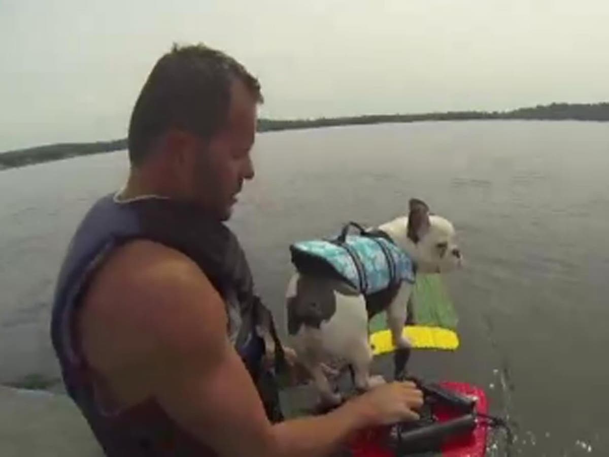 Video: Wakesurfing dog shows off his skill | The Independent | The ...