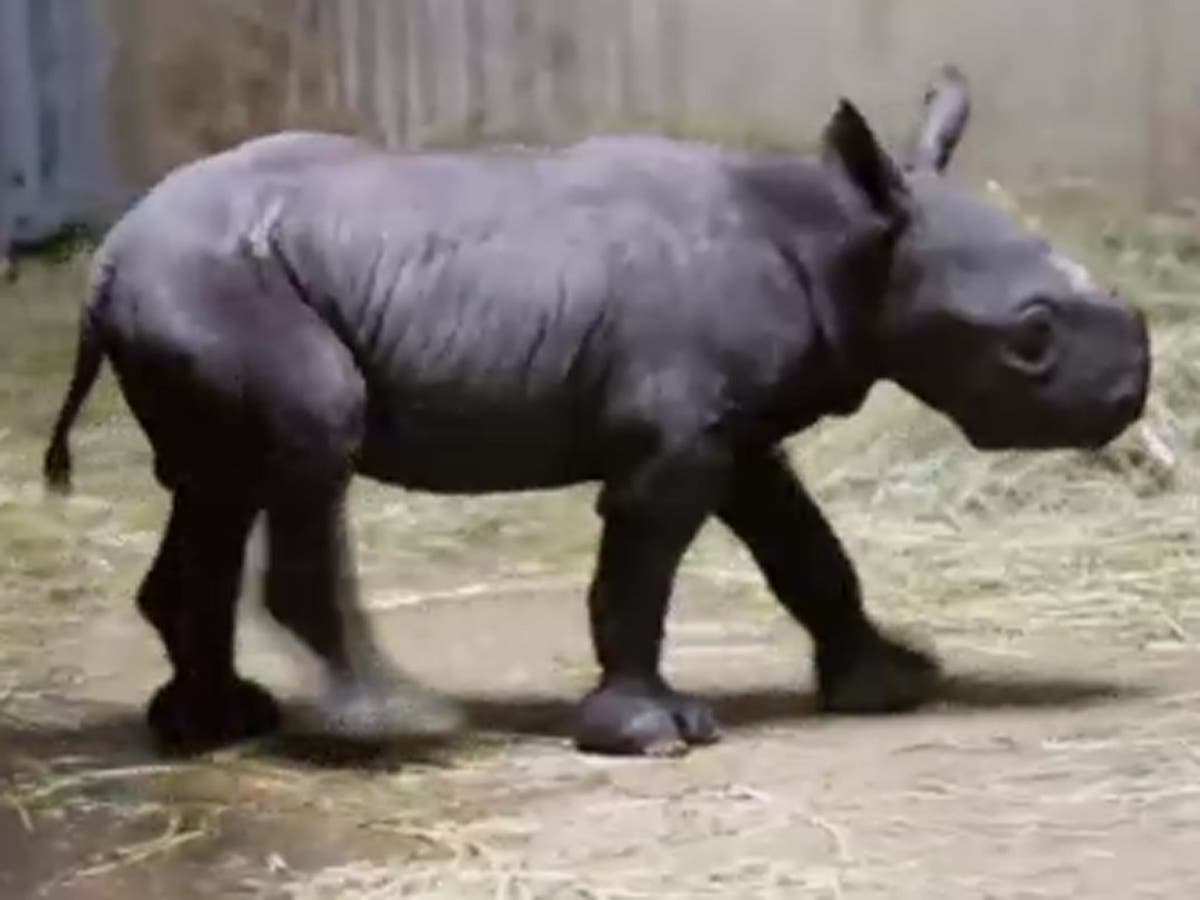 Video: Baby rhino born at zoo | The Independent | The Independent