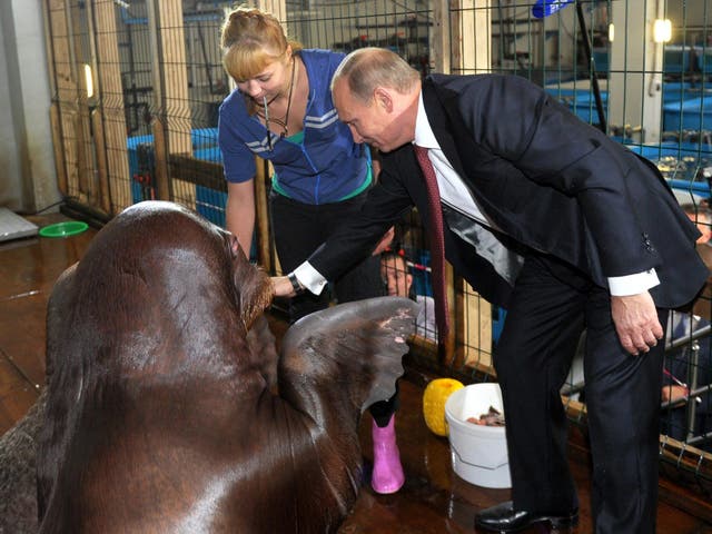 Siberian tiger released into wild by Vladimir Putin defects to China ...