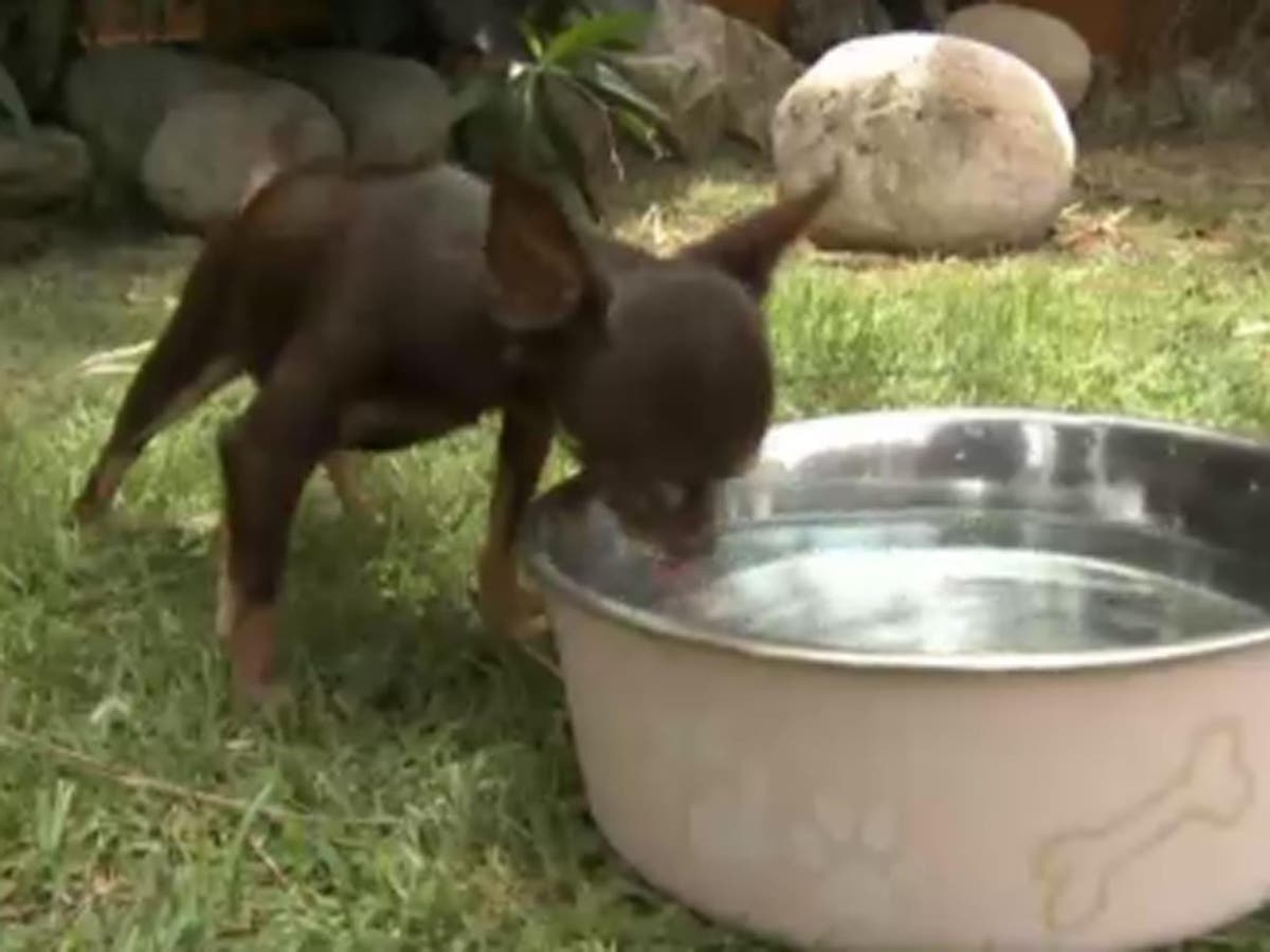 Video: Guinness World Records - The world's smallest dog | The ...