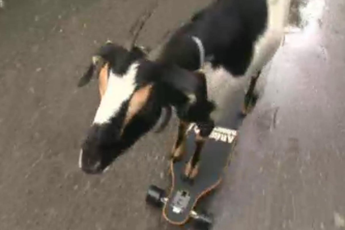 Video: Guinness World Records - Record breaking skateboarding goat ...