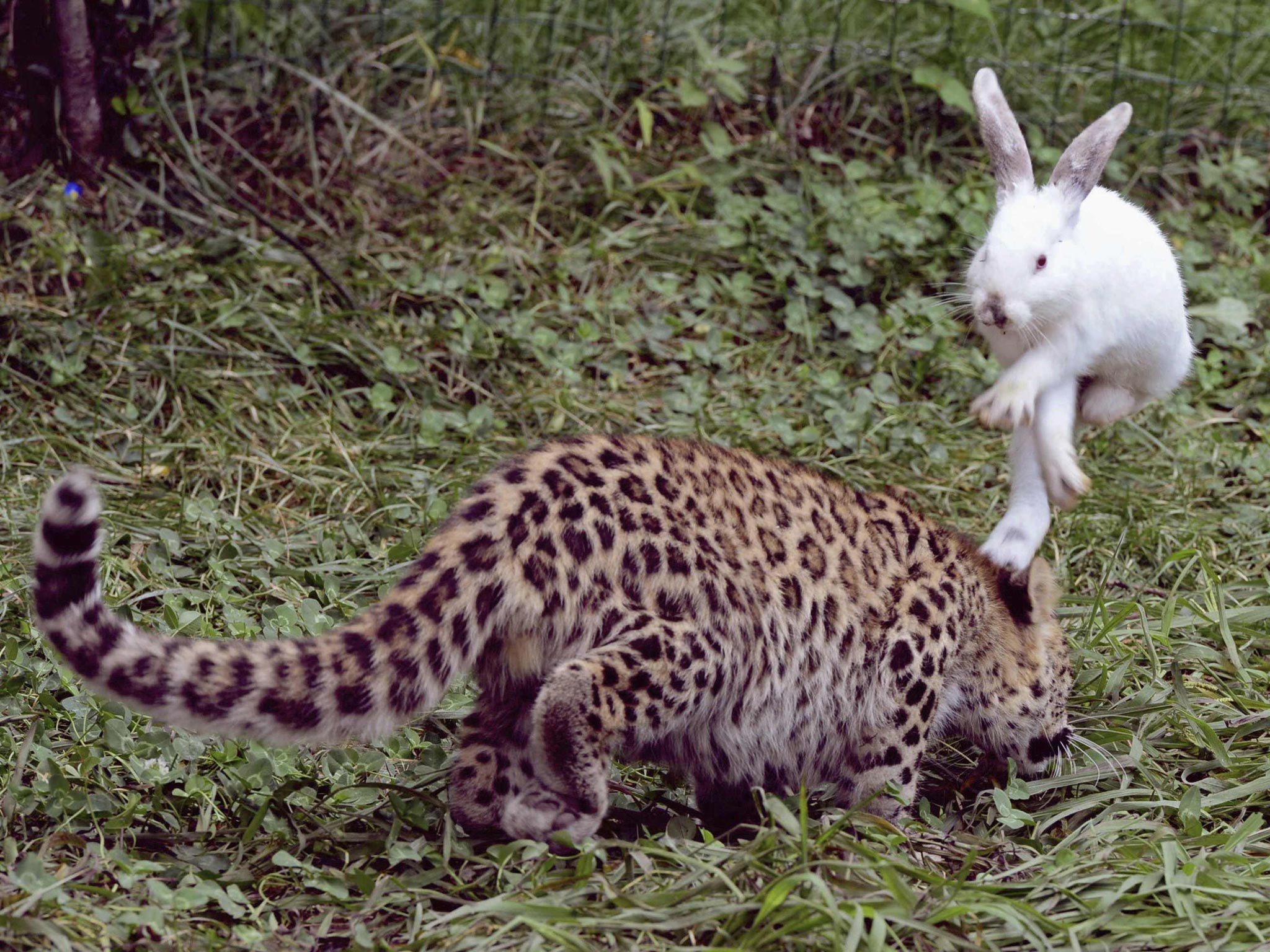 Rabbit pictured doing battle with baby leopards and tigers in Chinese ...