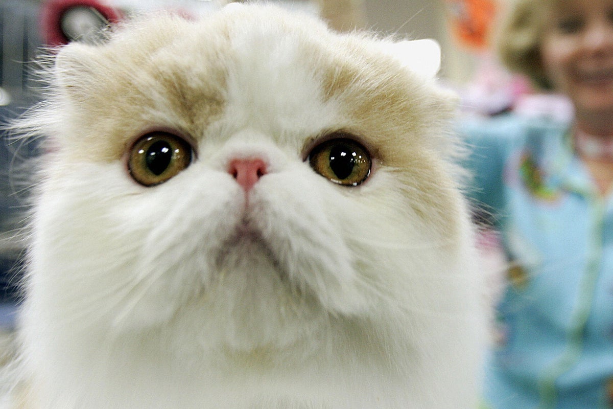 Iran plans to launch Persian cat into space as it prepares to send ...