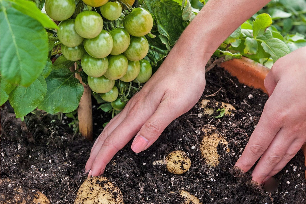The TomTato: Plant which produces both potatoes and tomatoes launched ...