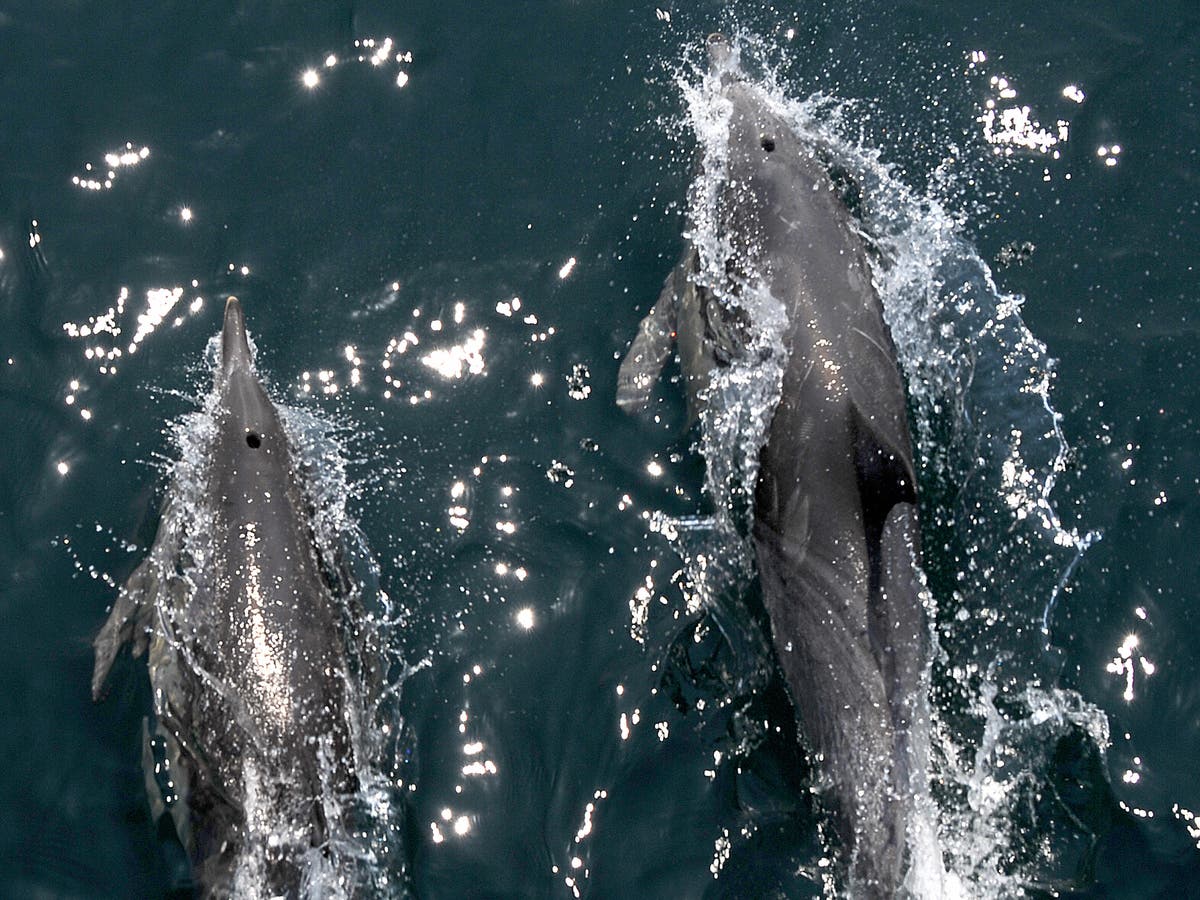 Mine-sweeping US Navy dolphins in Croatia to help comb seabed for ...