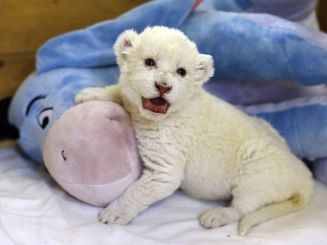 Rare white lion born in Serbian zoo | The Independent | The Independent