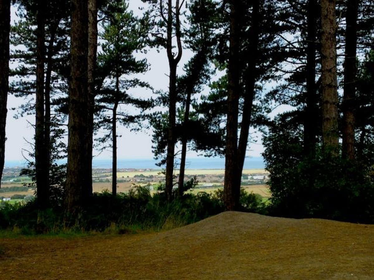 Tales from the Trees: Errington Wood, North Yorks - Take to the high ...