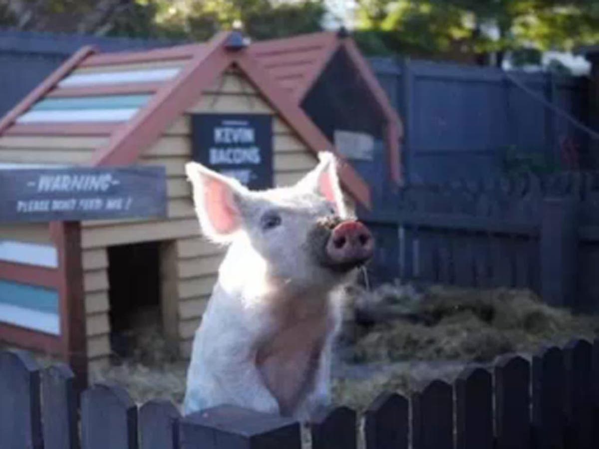 Video: Kevin Bacon the pig gets kidnapped from Sydney cafe | The ...