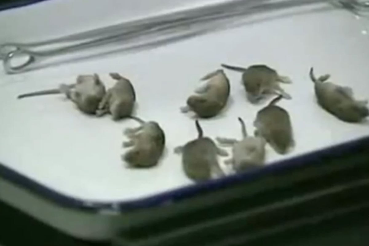 Rats on a plane: Family of rodents found in business class on flight to ...
