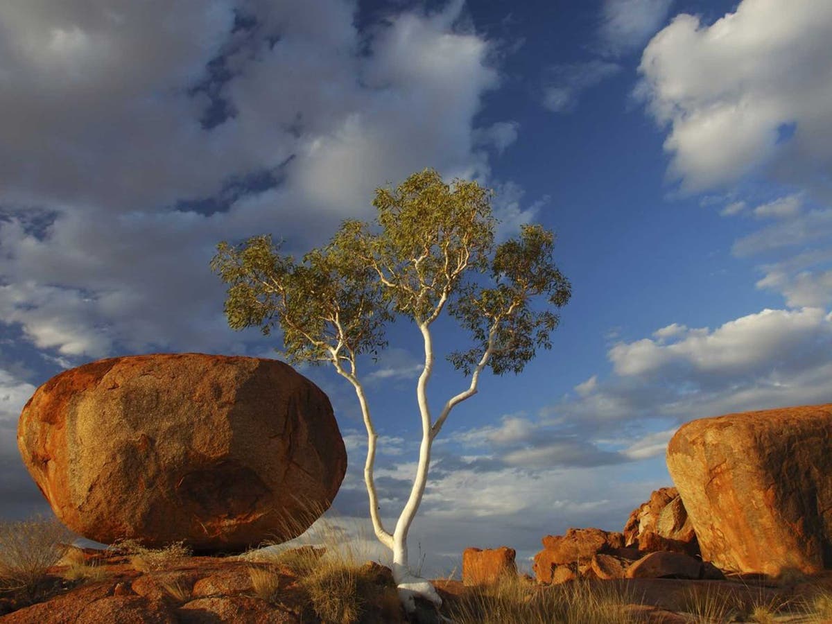 Trees sewn with particles of gold excite Australia’s mining industry ...