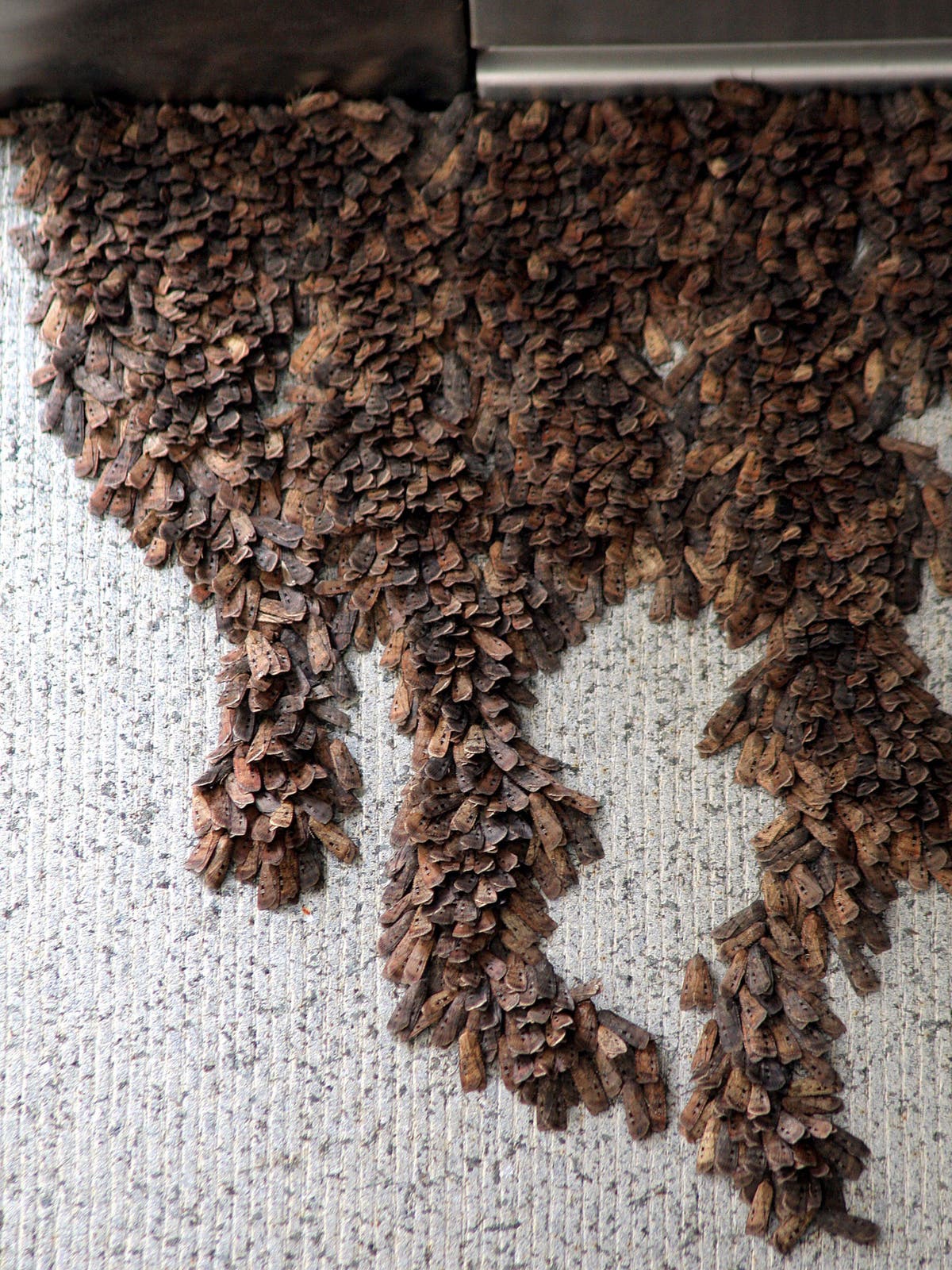 Australia’s bogong moth invasion turns even yawning into a potential ...