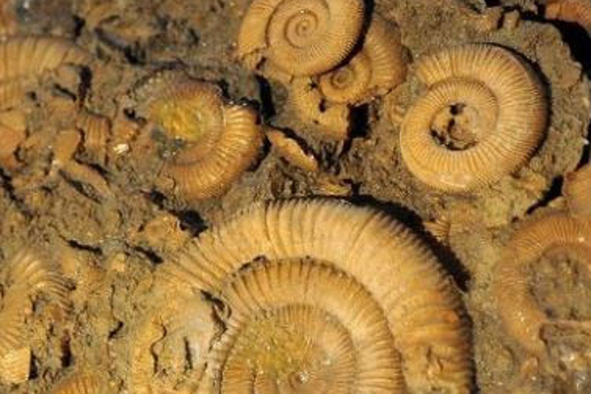 3.5 billion-year-old 'horribly smelly' fossil found in Australia is ...