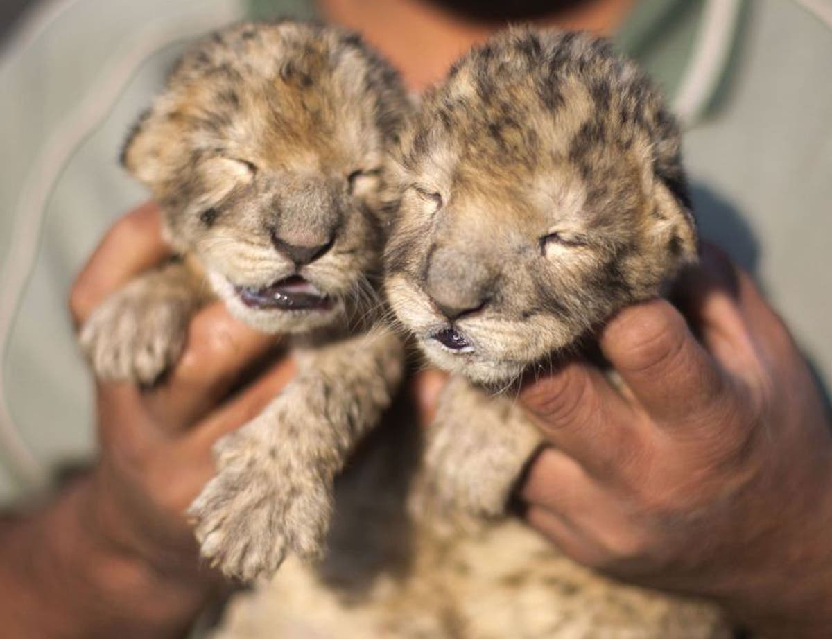 Hamas unveils lion cubs at Gaza zoo | The Independent | The Independent