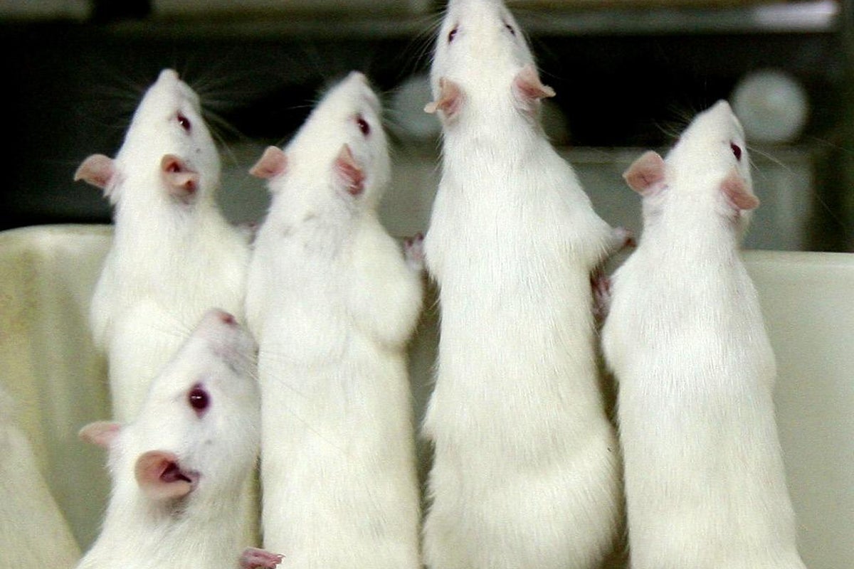 Eternal sunshine of the spotless mouse: Scientists successfully erase ...