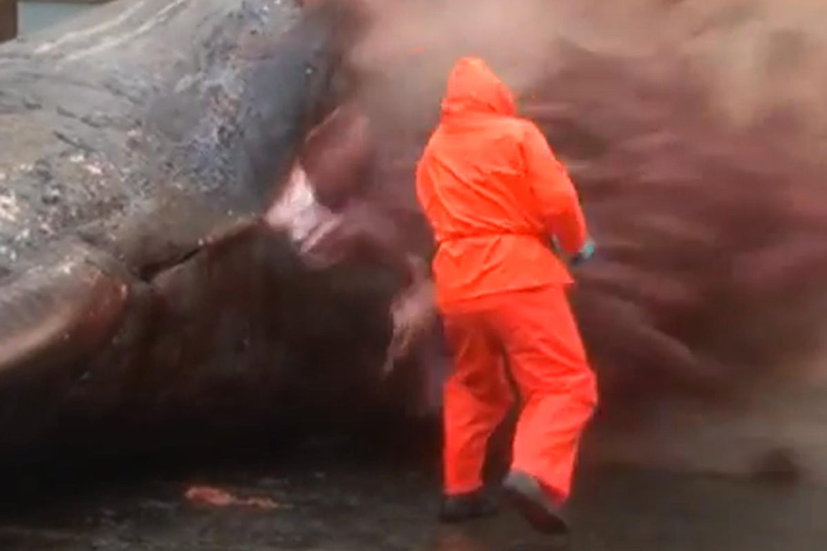 Video: Sperm whale explodes | The Independent | The Independent