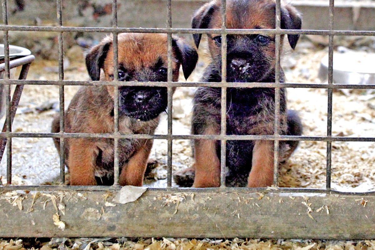 Puppy power: MPs forced to debate plight of factory pets in 'battery ...