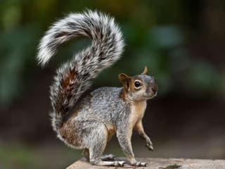 Scunthorpe United plea to fans not to wear any 'squirrel attire' ahead ...