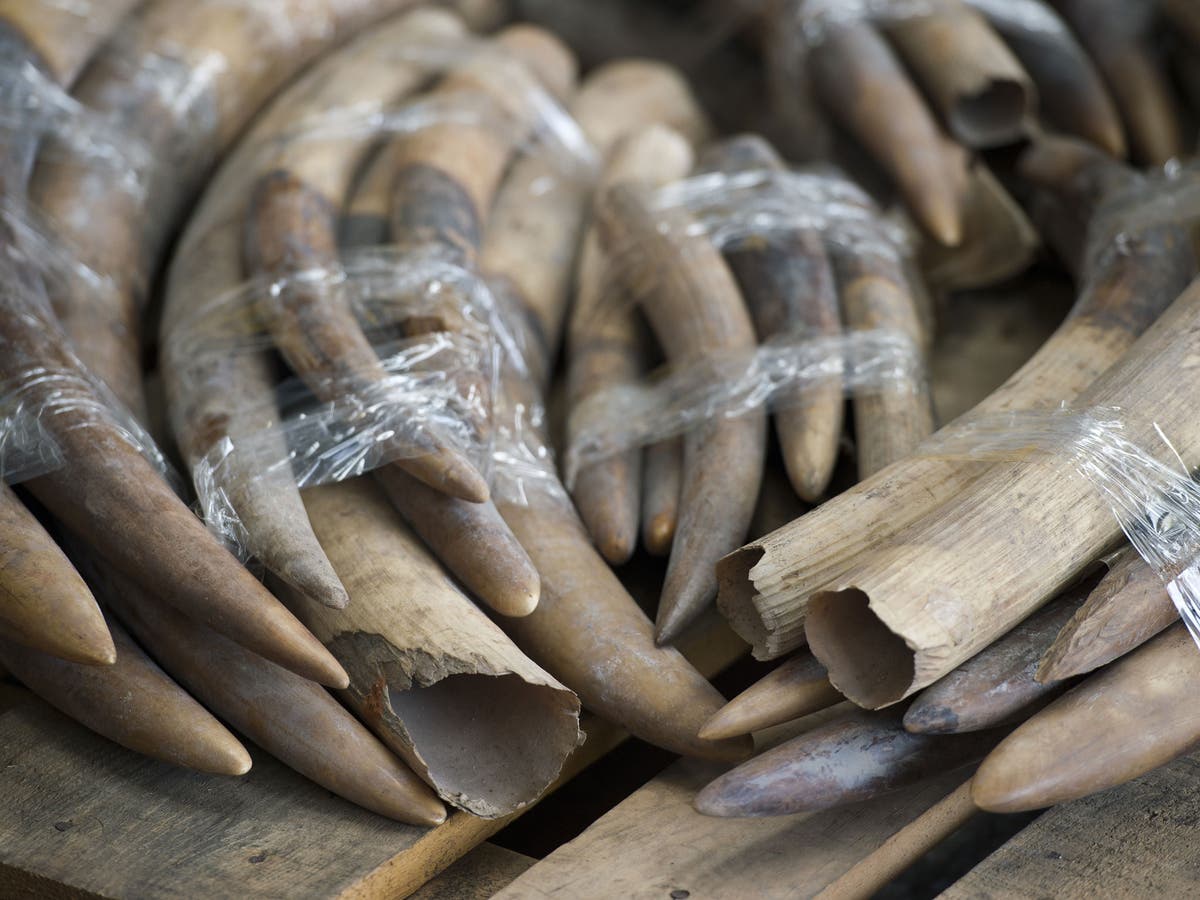 Beat the illegal ivory trade by targeting the shipments, report claims ...
