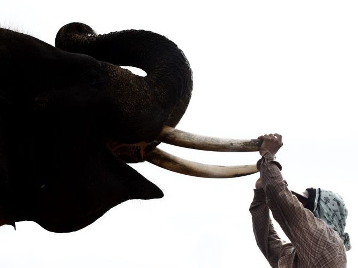 Three myths about elephants you probably believed, and three amazing ...