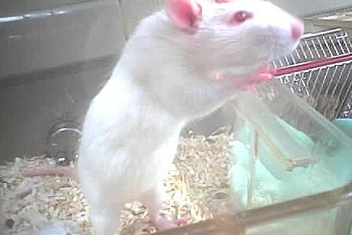 Rats beheaded with scissors and mice kept in a 'pitiful state ...