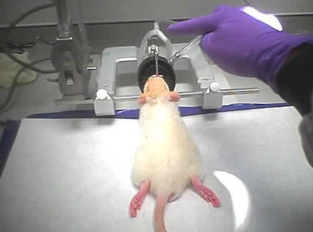 Rats beheaded with scissors and mice kept in a 'pitiful state ...