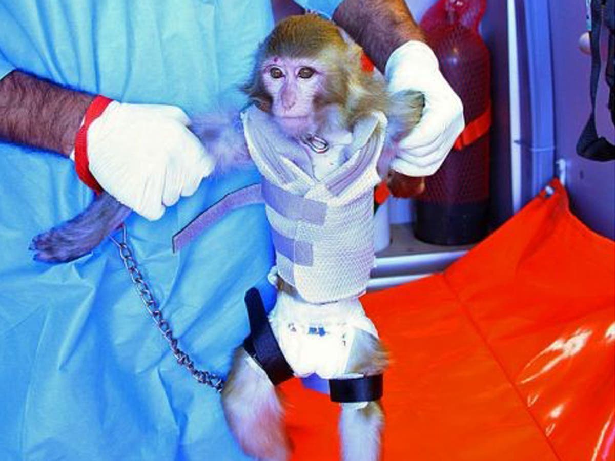 Iran 'sends second monkey into space' | The Independent | The Independent
