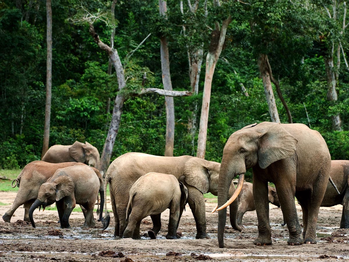 Logging has allowed poachers to pick off the African forest elephant at ...
