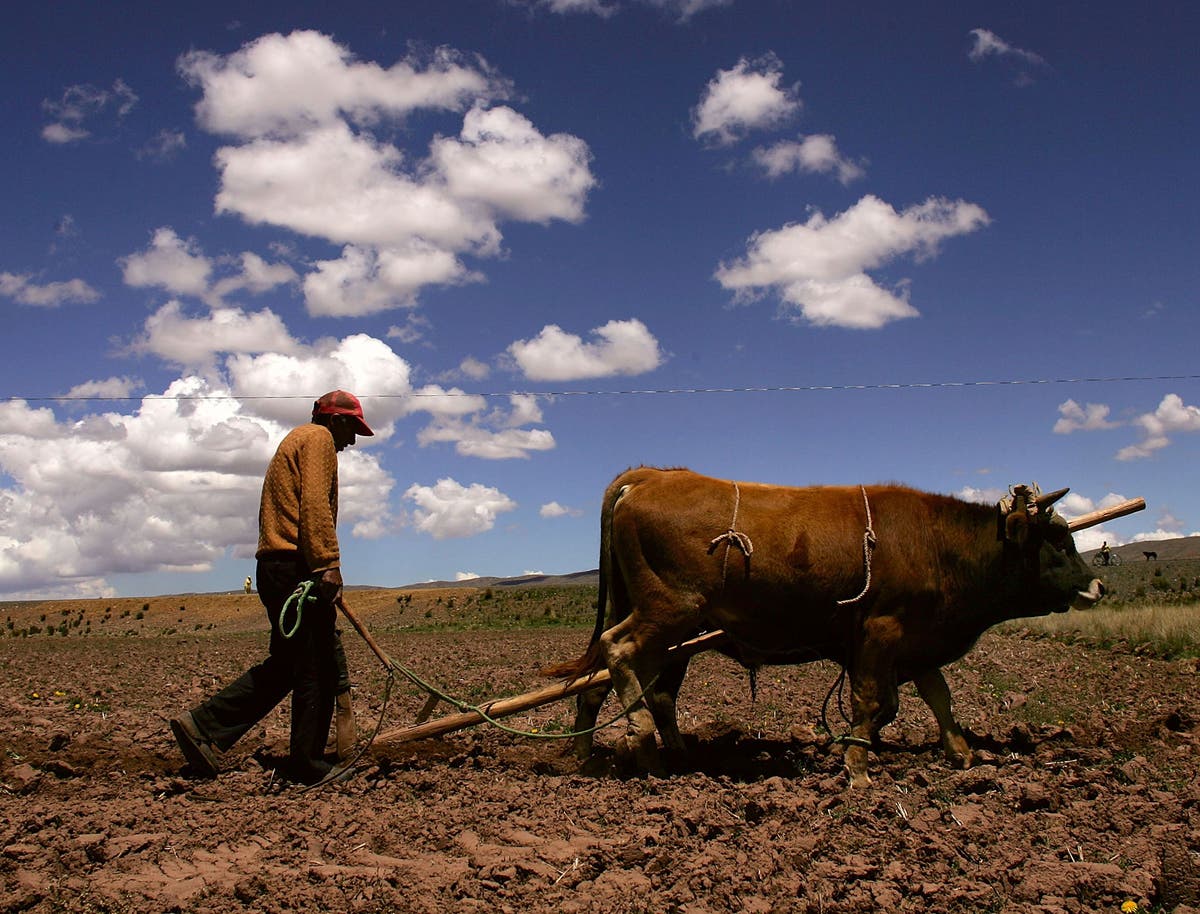 Why animal charity matters: Helping livestock victims of natural ...