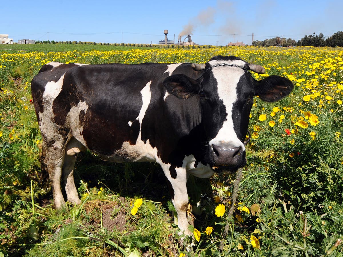 Ninety flatulent cows start fire at dairy farm in Germany | The ...
