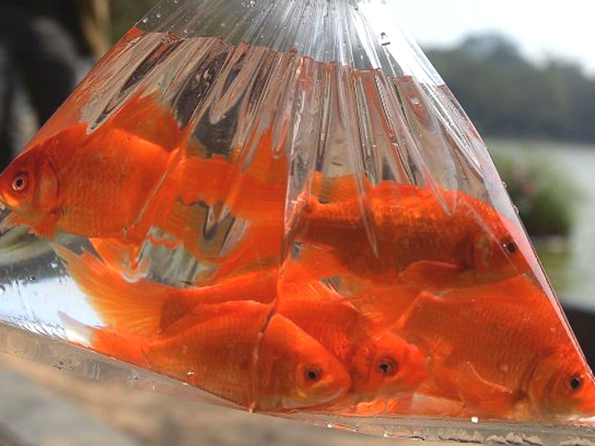Vietnamese release red carps on the Kitchen God Day | The Independent ...