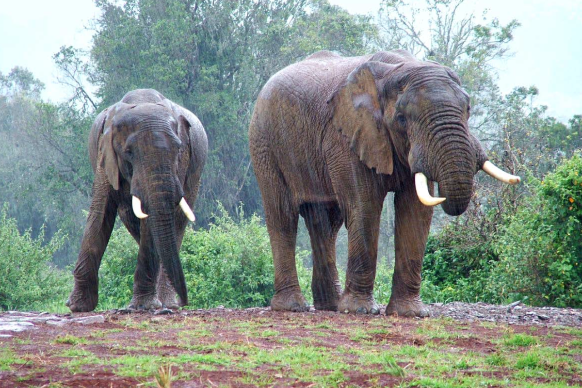 Good fences make good neighbours in Kenya | The Independent | The ...