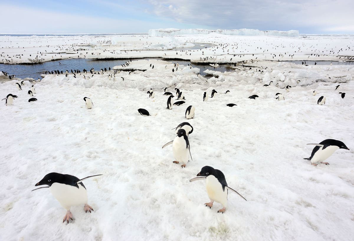 Climate change 'killing baby penguins' in Argentina, scientists say ...