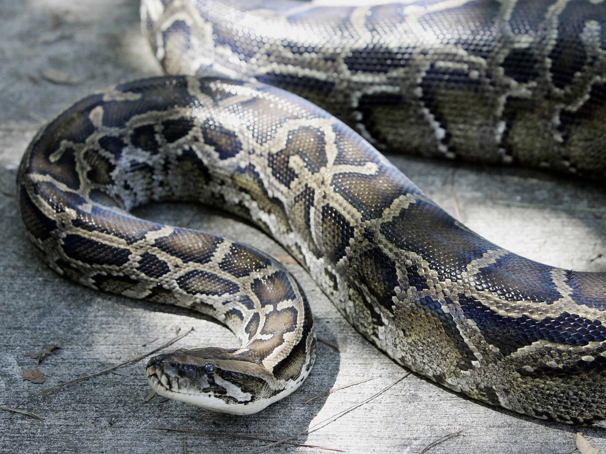 Video Python Pizza On The Menu In Florida Everglades Restaurant And 