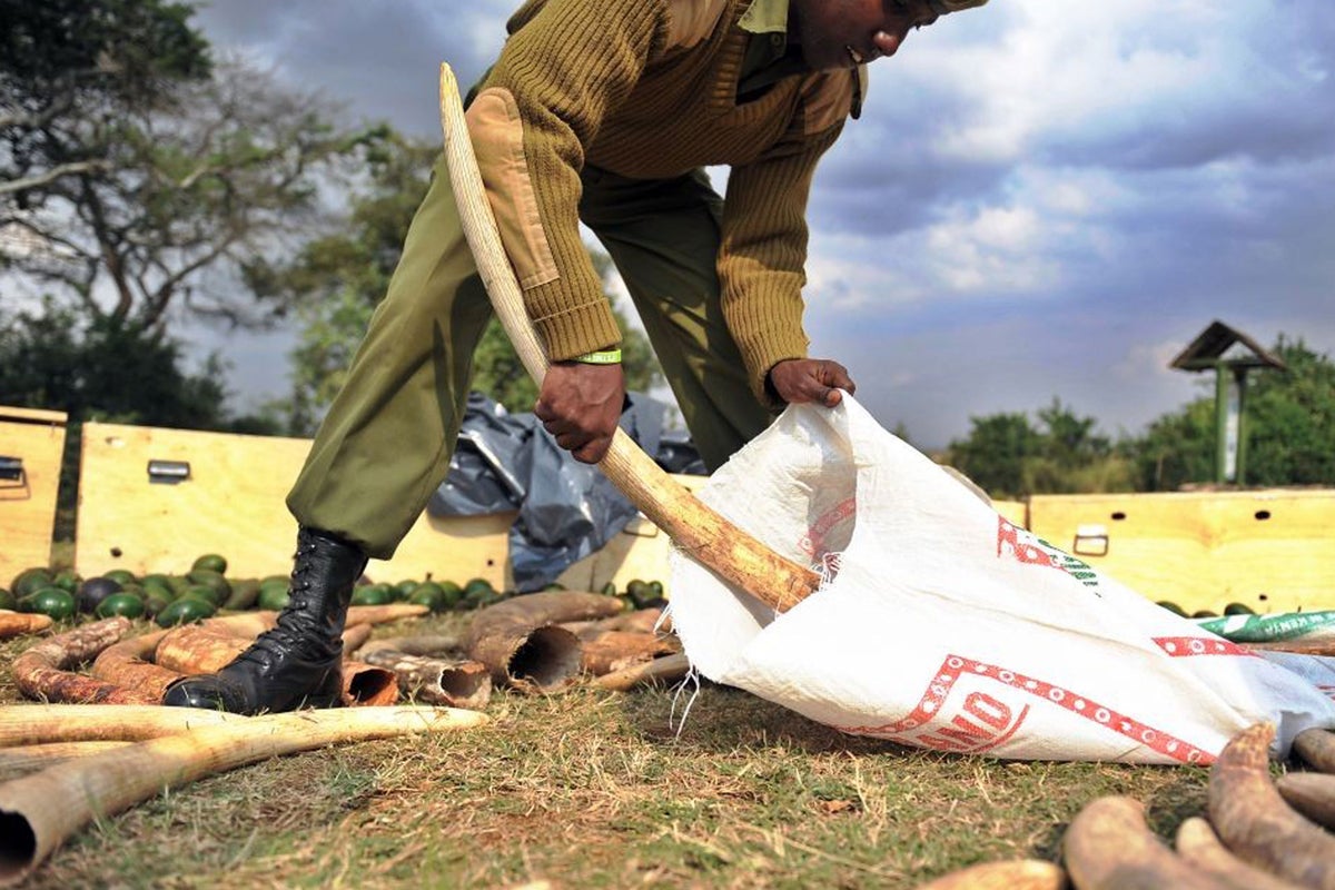 US announces new restrictions on ‘legal’ ivory trade | The Independent ...