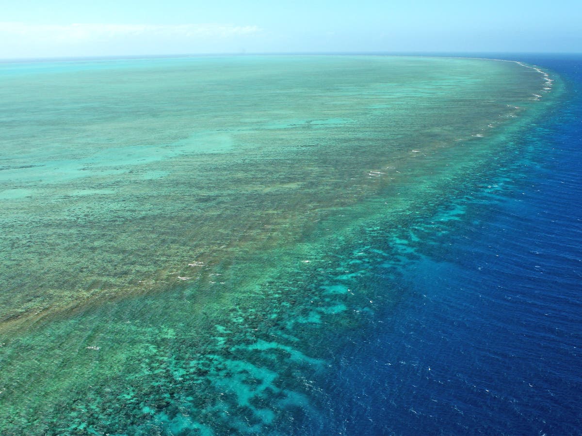Australia's Great Barrier Reef is still under threat, says first major ...