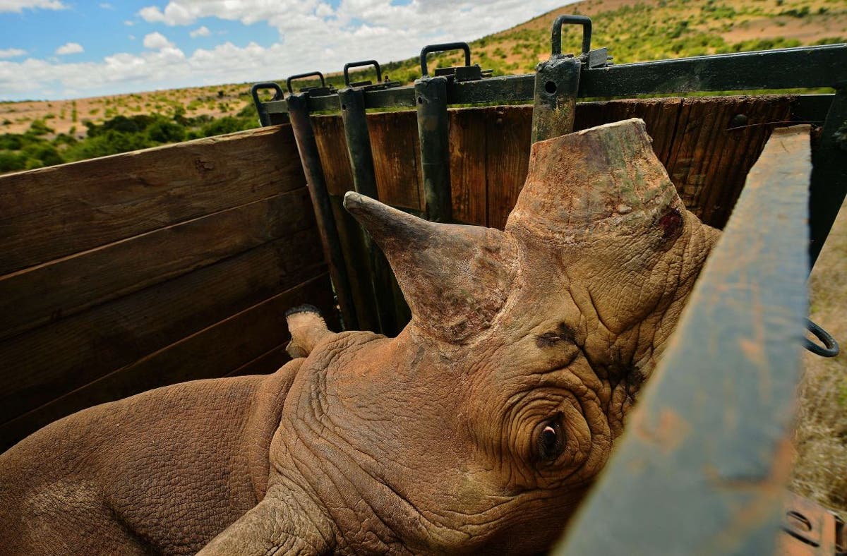 The tragic medicinal myth which condemns hundreds of rhino to death ...