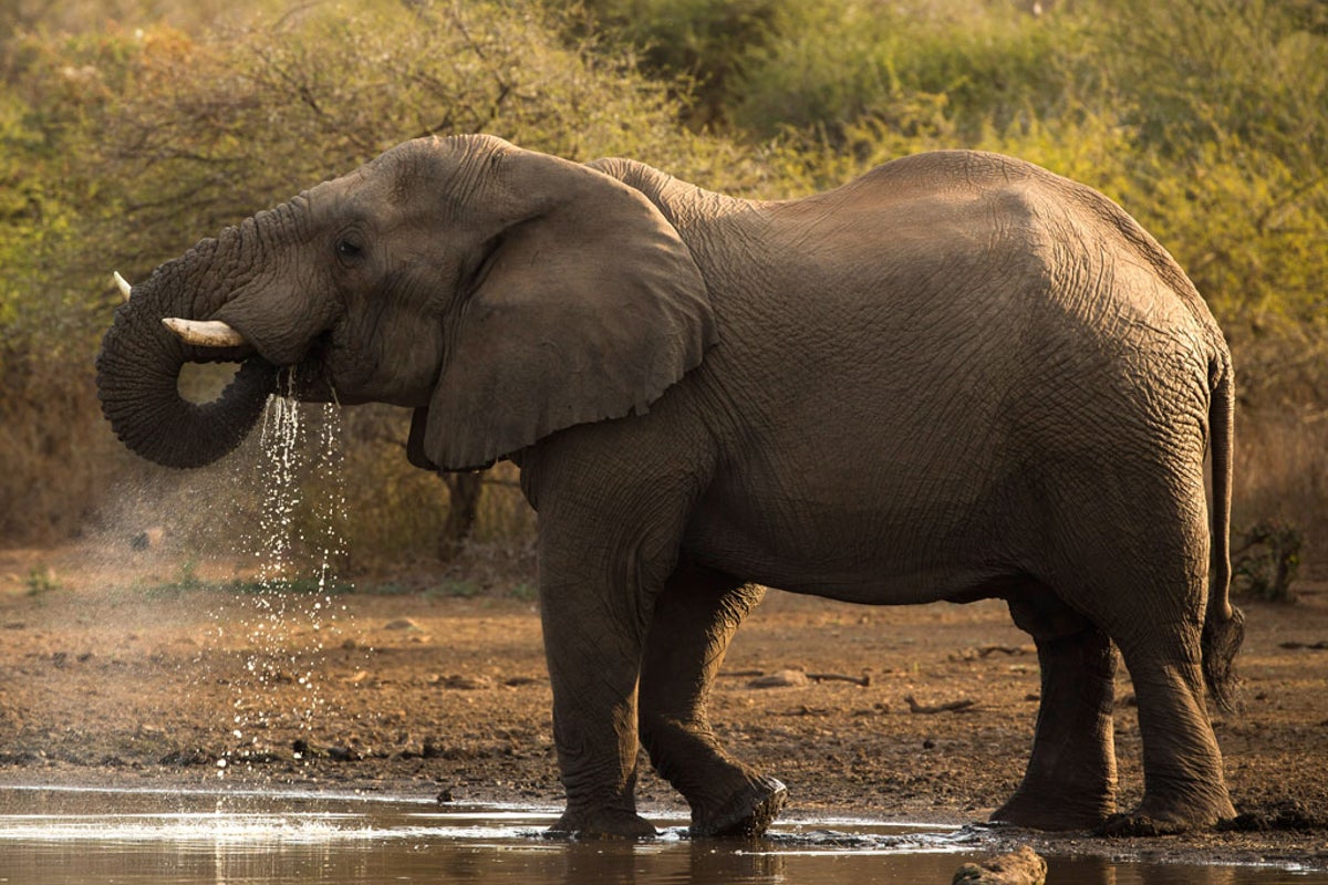 A huge help for these noble creatures | The Independent | The Independent