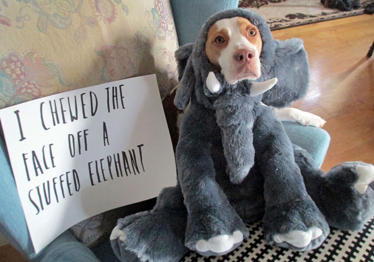 Ignore the puppy eyes - dogs feel no shame | The Independent | The ...