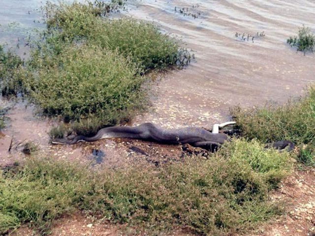 Snake eats crocodile after five-hour struggle in Queensland, Australia ...