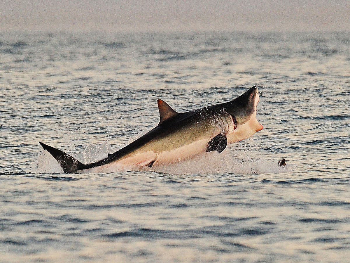 Lydia the great white shark on course for Britain | The Independent ...
