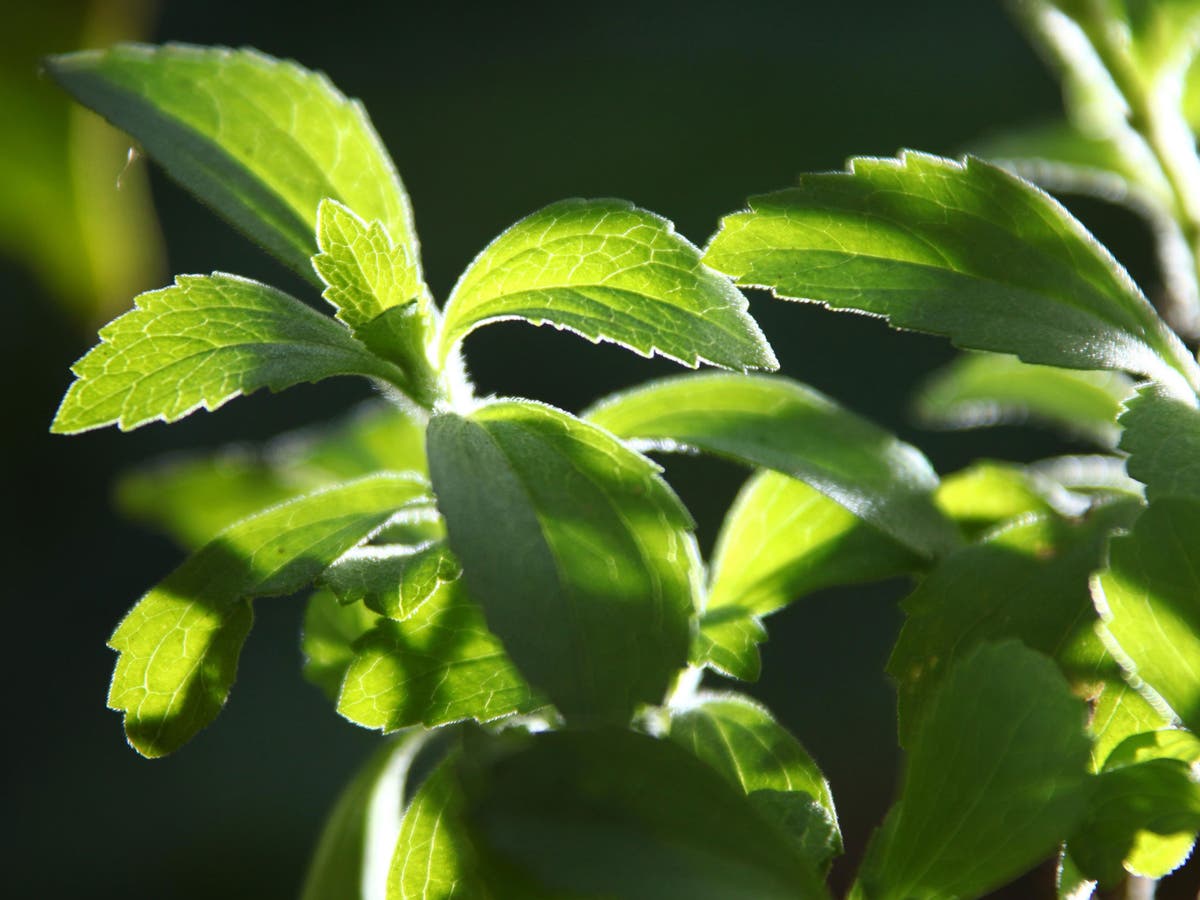Stevia wonder: The plant that's a super sugar alternative – and free ...
